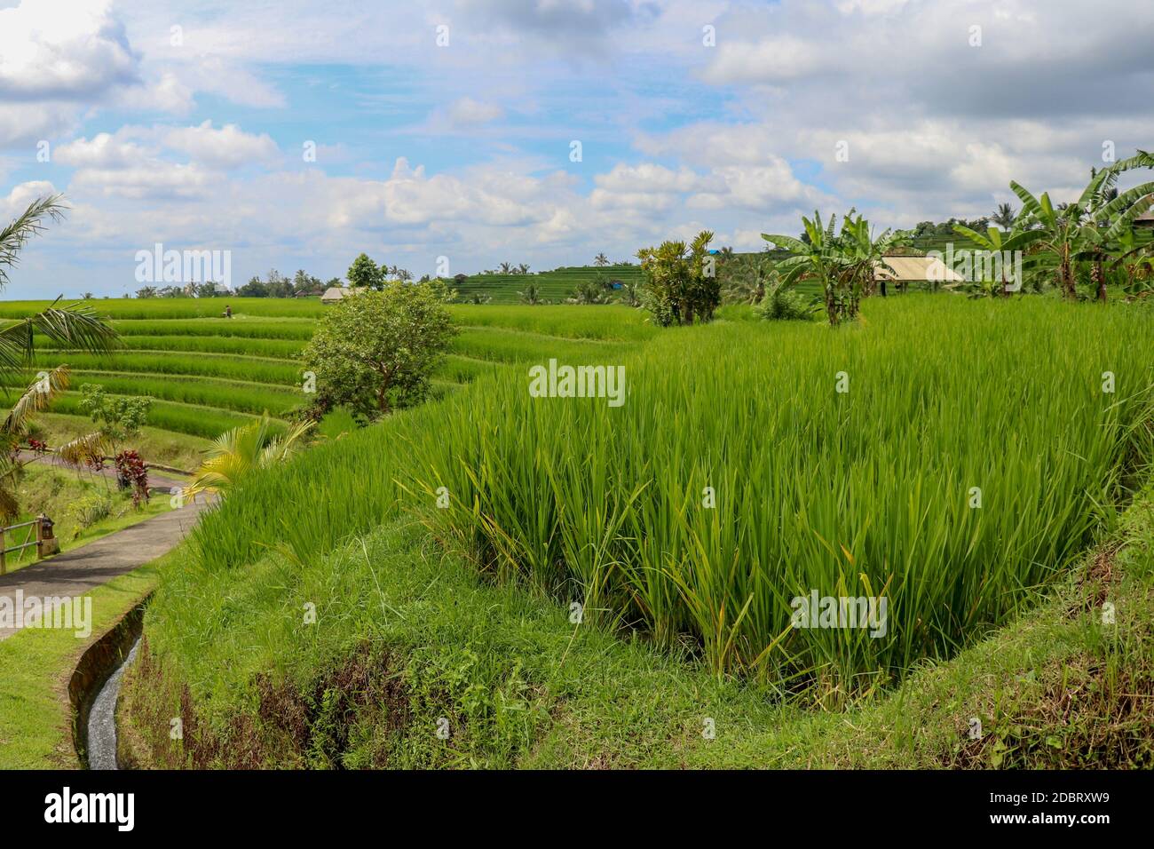 Subak bali unesco High Resolution Stock Photography and Images - Alamy