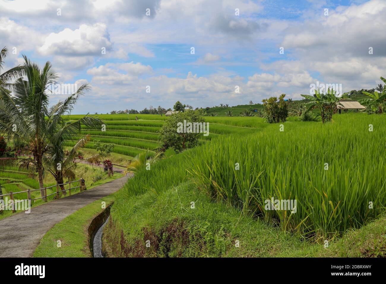 Irrigation canal called subak, a traditional way of bringing water to the fields and rice ...