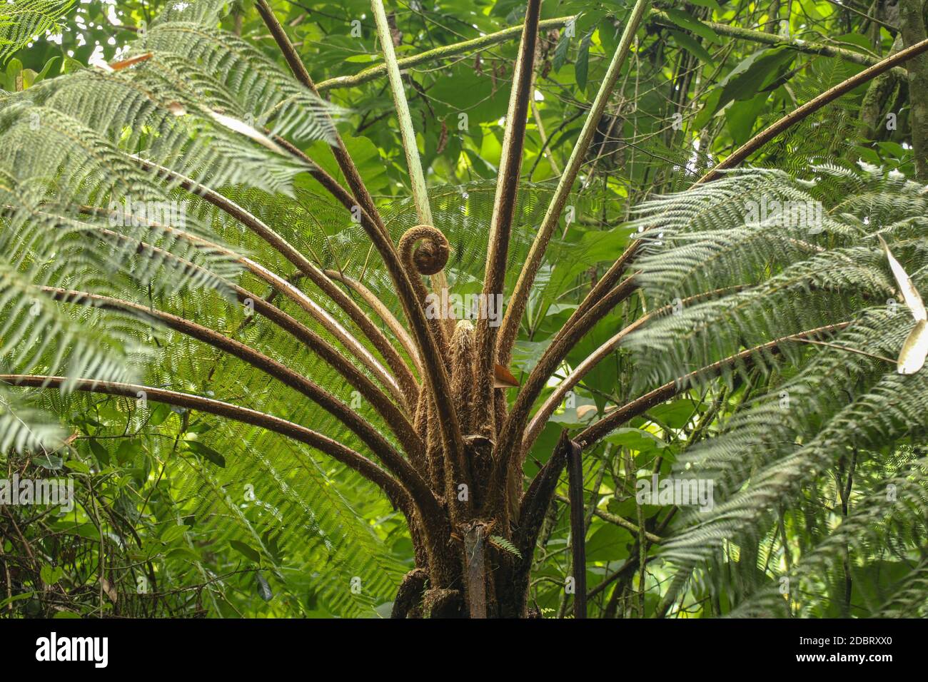 Crown of tropical tree Cyathea Arborea. Close up of branches of West ...
