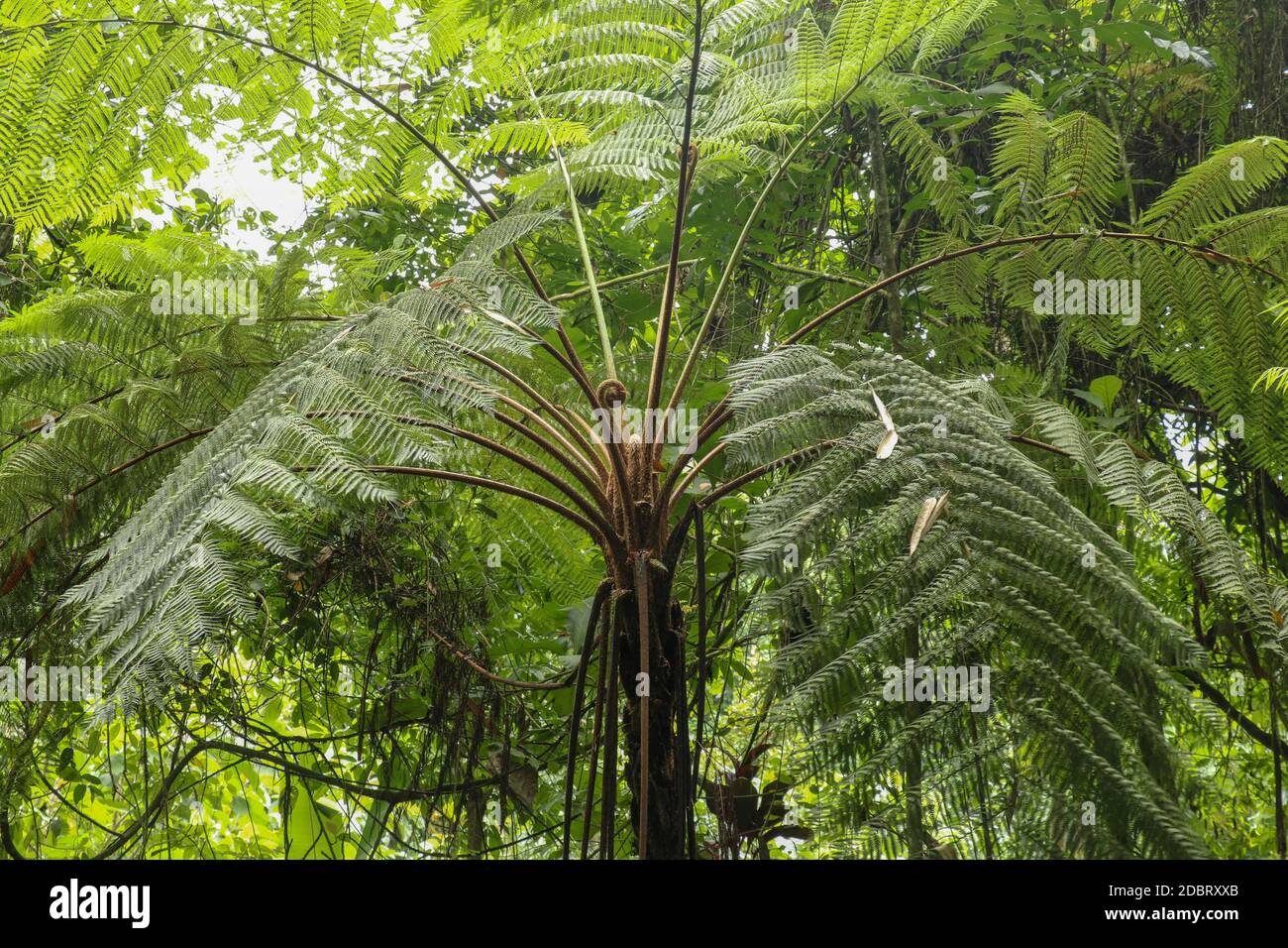 Crown of tropical tree Cyathea Arborea. Close up of branches of West ...
