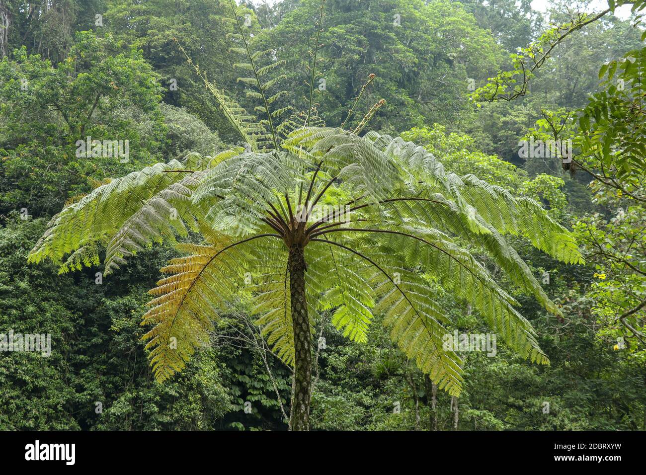 Crown of a tropical tree. A large fern in the rainforest. Cyathea ...
