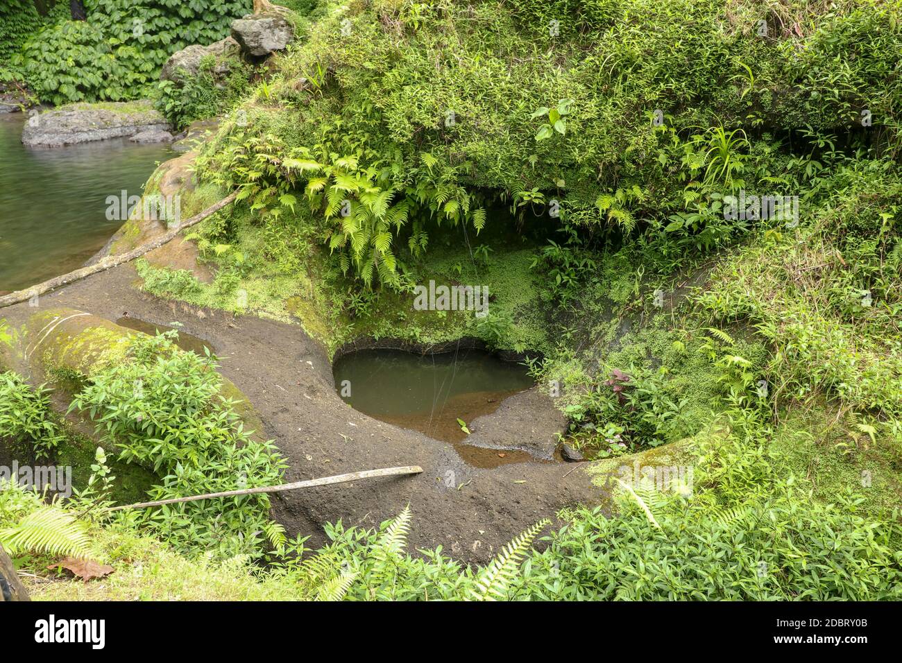 Small forest puddle swamp, lake or pond in park with a reflection of ...