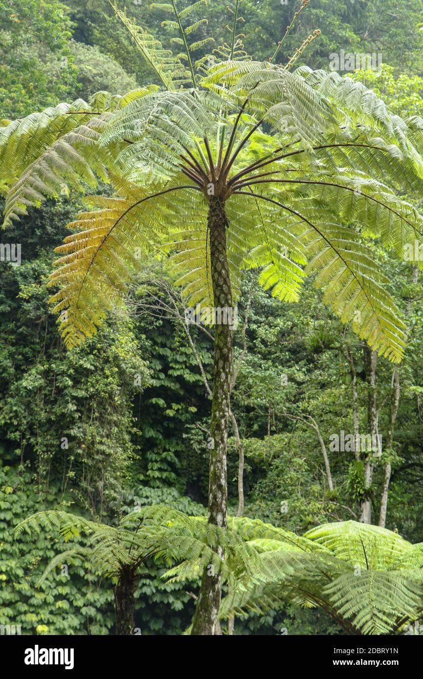 Crown of a tropical tree. A large fern in the rainforest. Cyathea ...