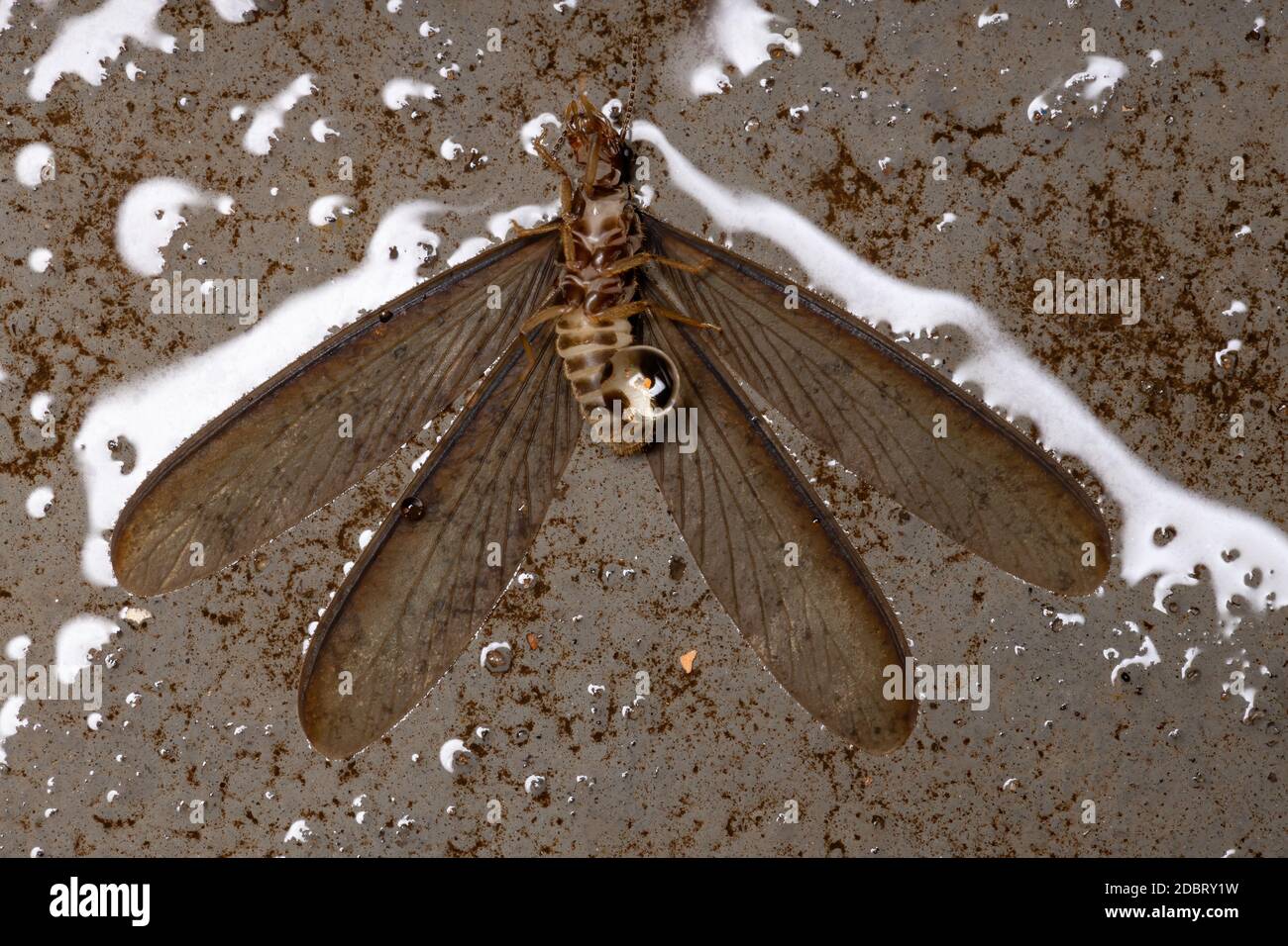 Macrotermitinae hi-res stock photography and images - Alamy