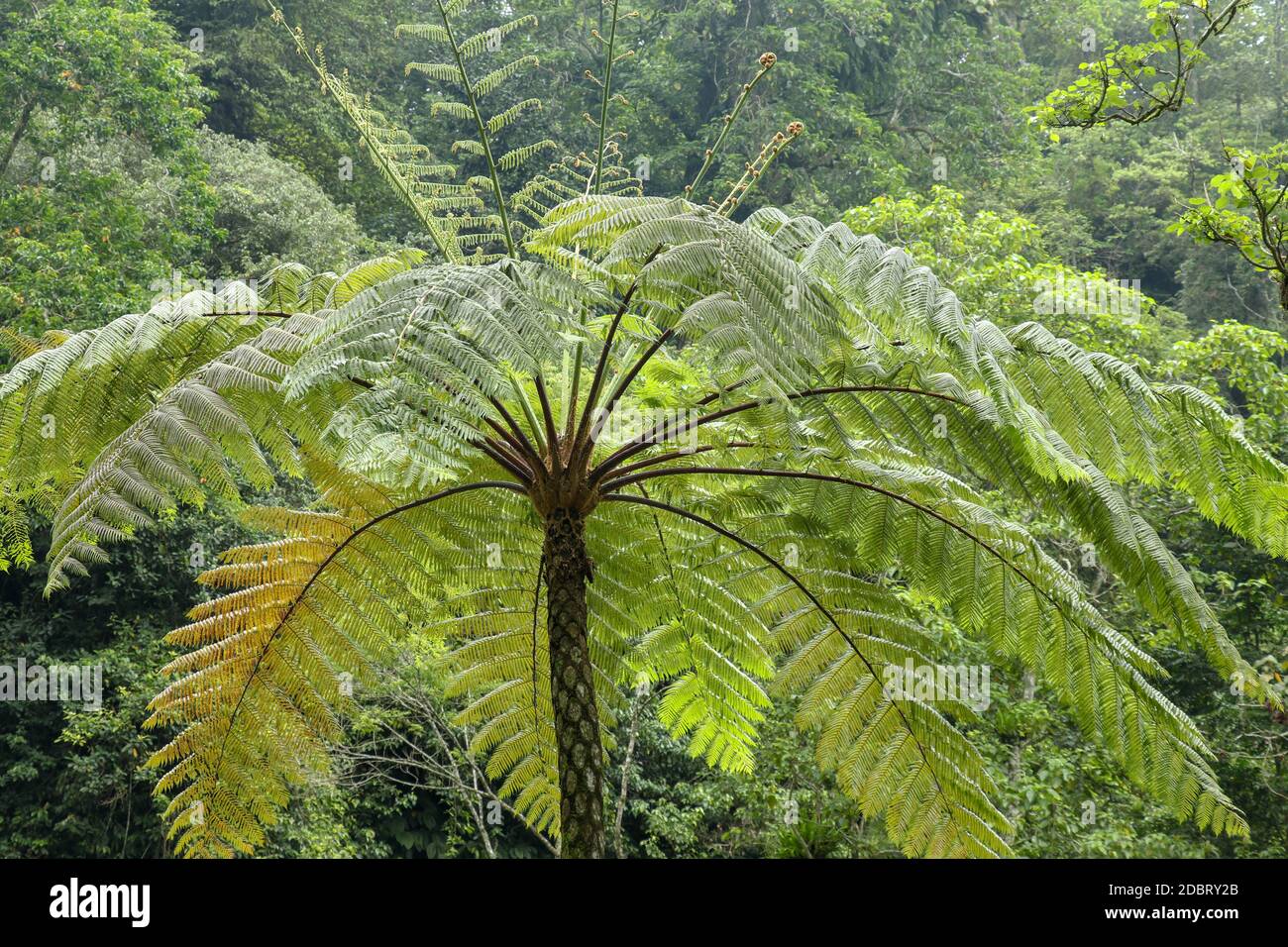 Crown of a tropical tree. A large fern in the rainforest. Cyathea ...
