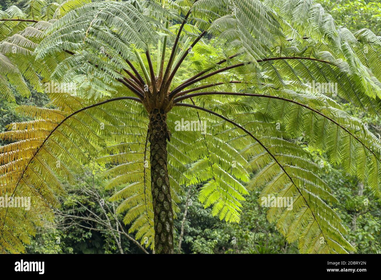 Crown of a tropical tree. A large fern in the rainforest. Cyathea ...
