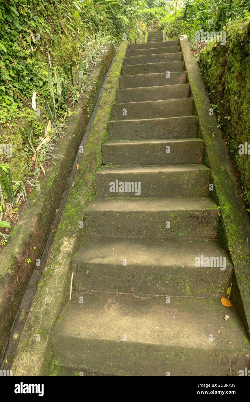 Old stone steps leading in to tropical jungle trekking and walking in ...