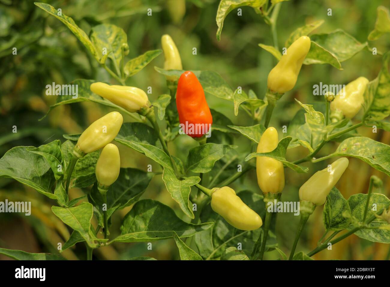 Green chilli tree hi-res stock photography and images - Alamy