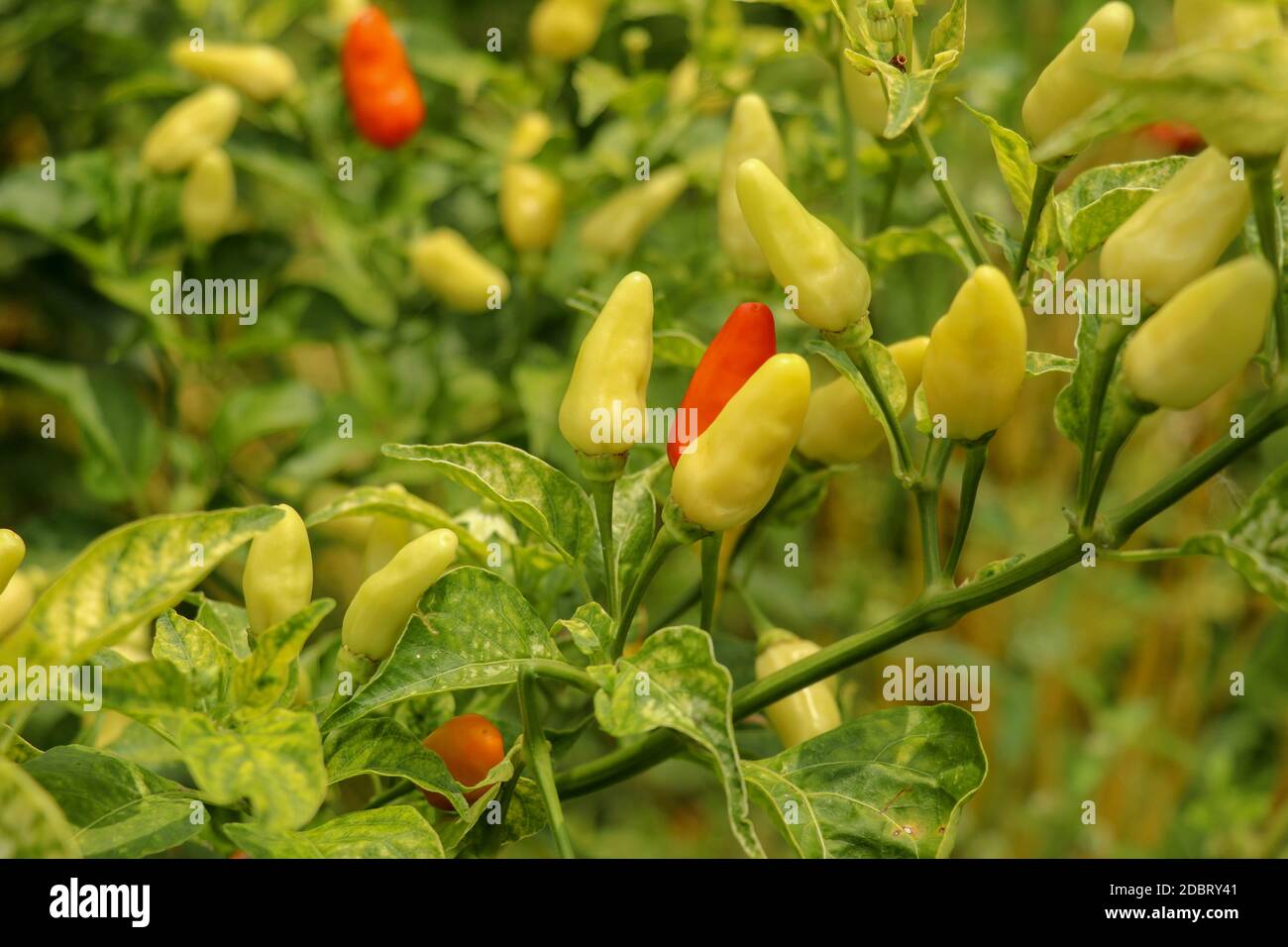 Red and yellow colour chillies or chilli peppers growing on the plant ...