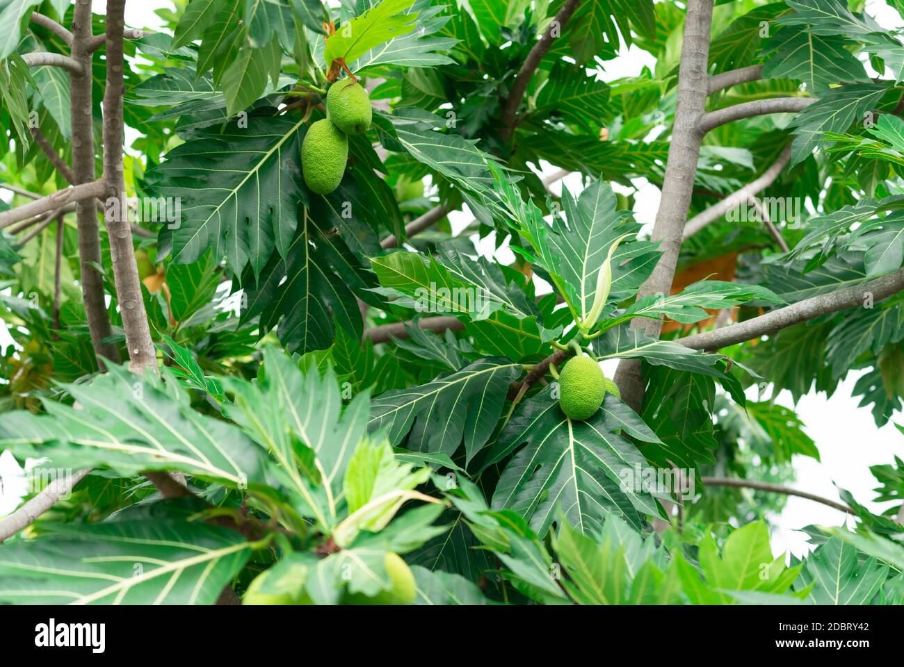 Breadfruit on breadfruit tree with green leaves in the garden. Tropical ...