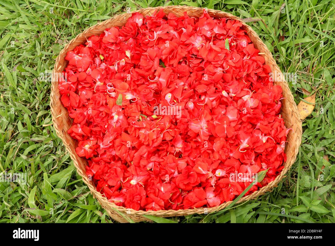 Red Impatiens balsamina. Red flowers of Impatiens Balsamina in a wicker ...
