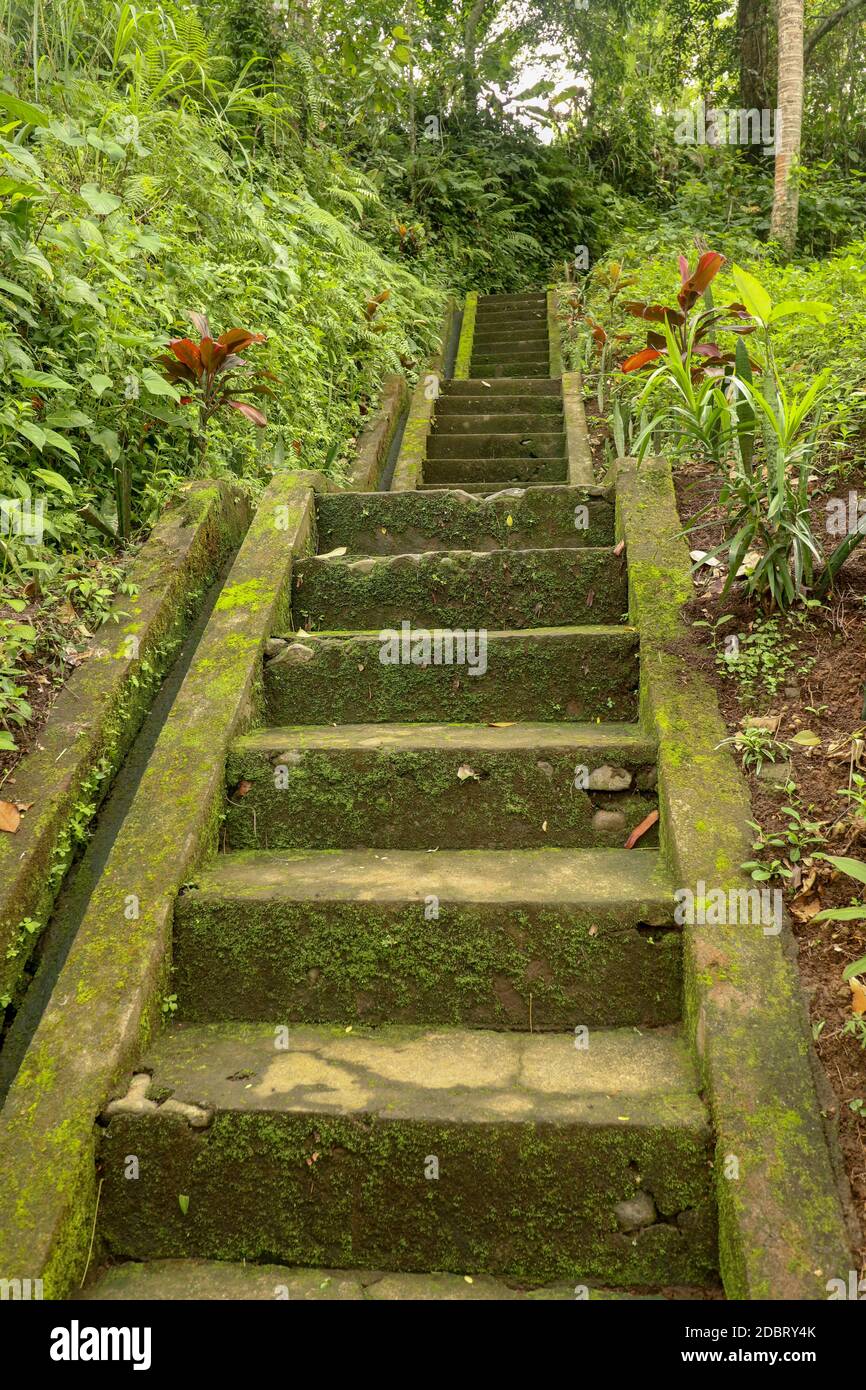 Old stone steps leading in to tropical jungle trekking and walking in ...