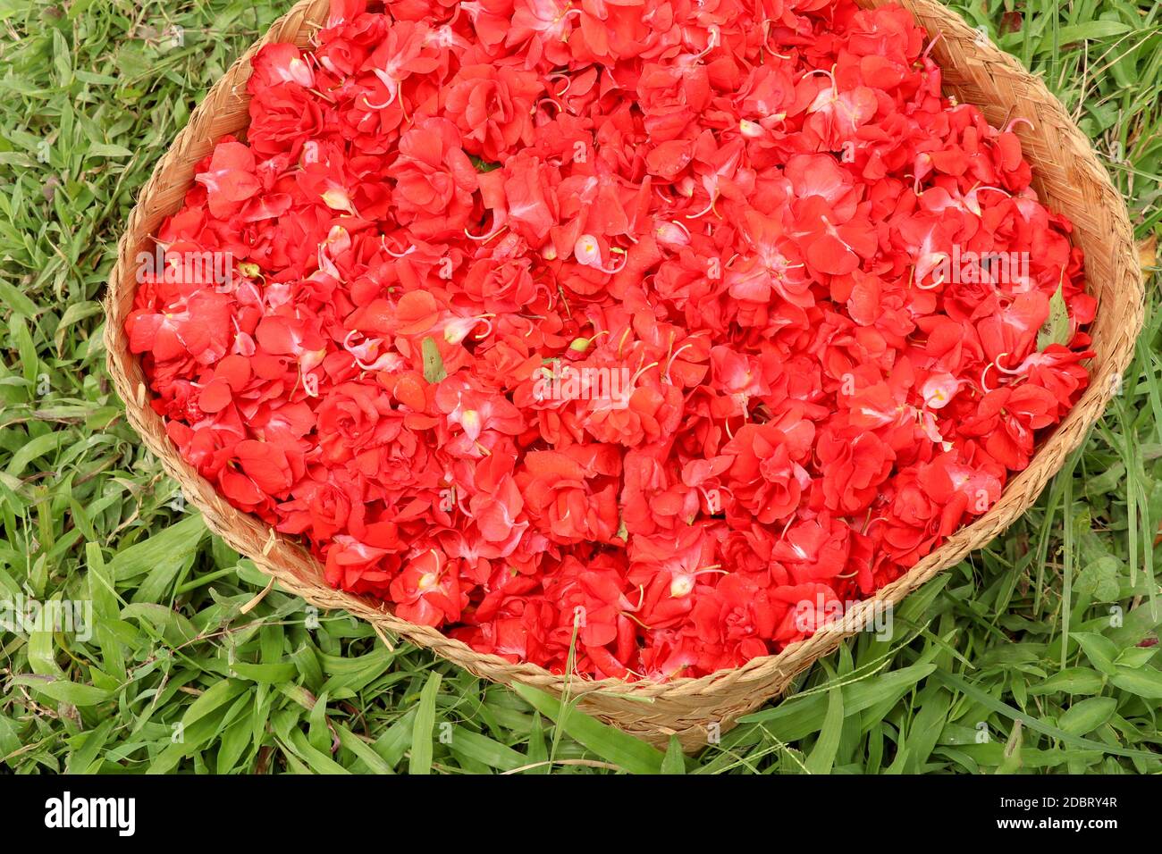 Red Impatiens balsamina. Red flowers of Impatiens Balsamina in a wicker ...