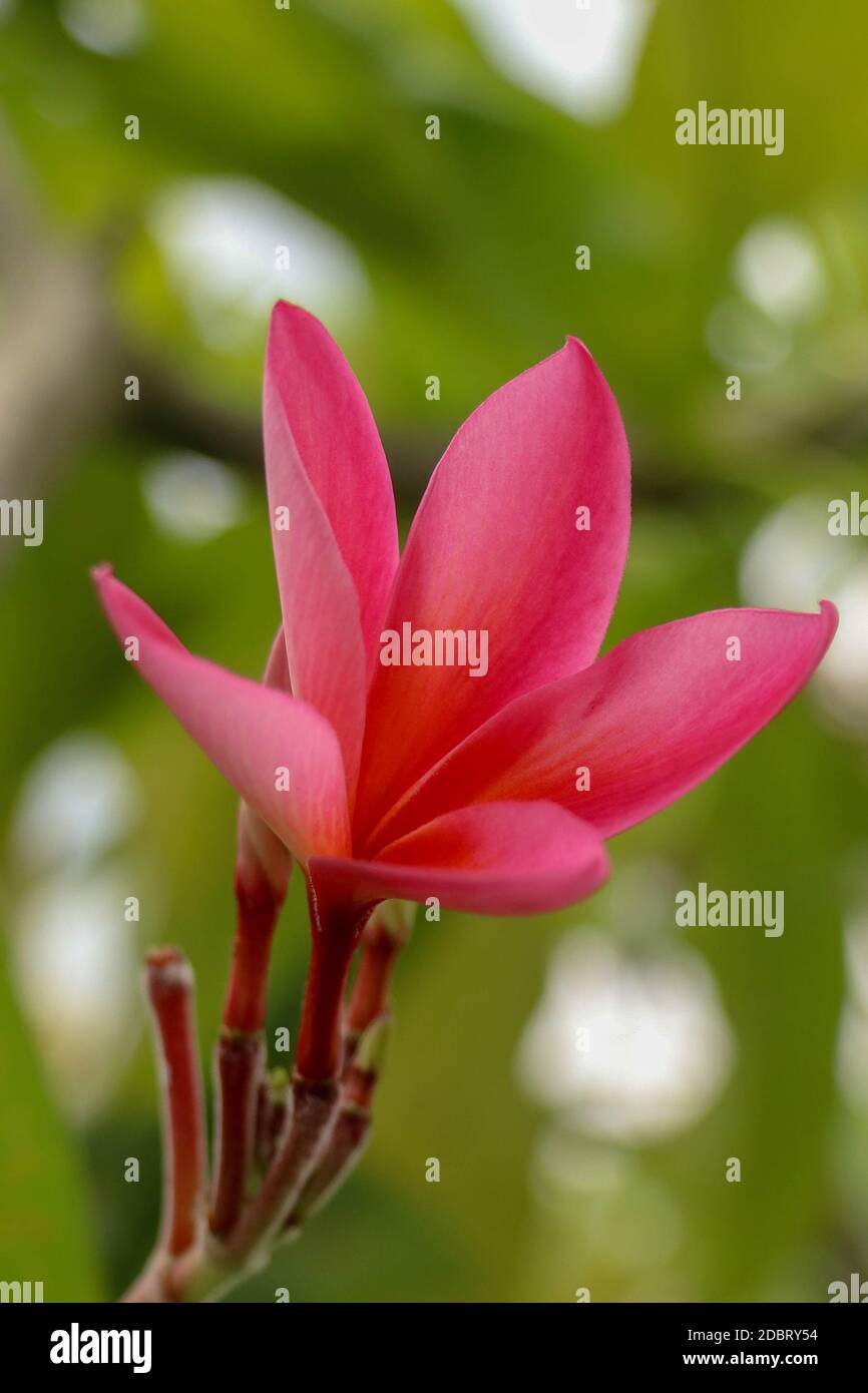 Blossom bac hi-res stock photography and images - Alamy