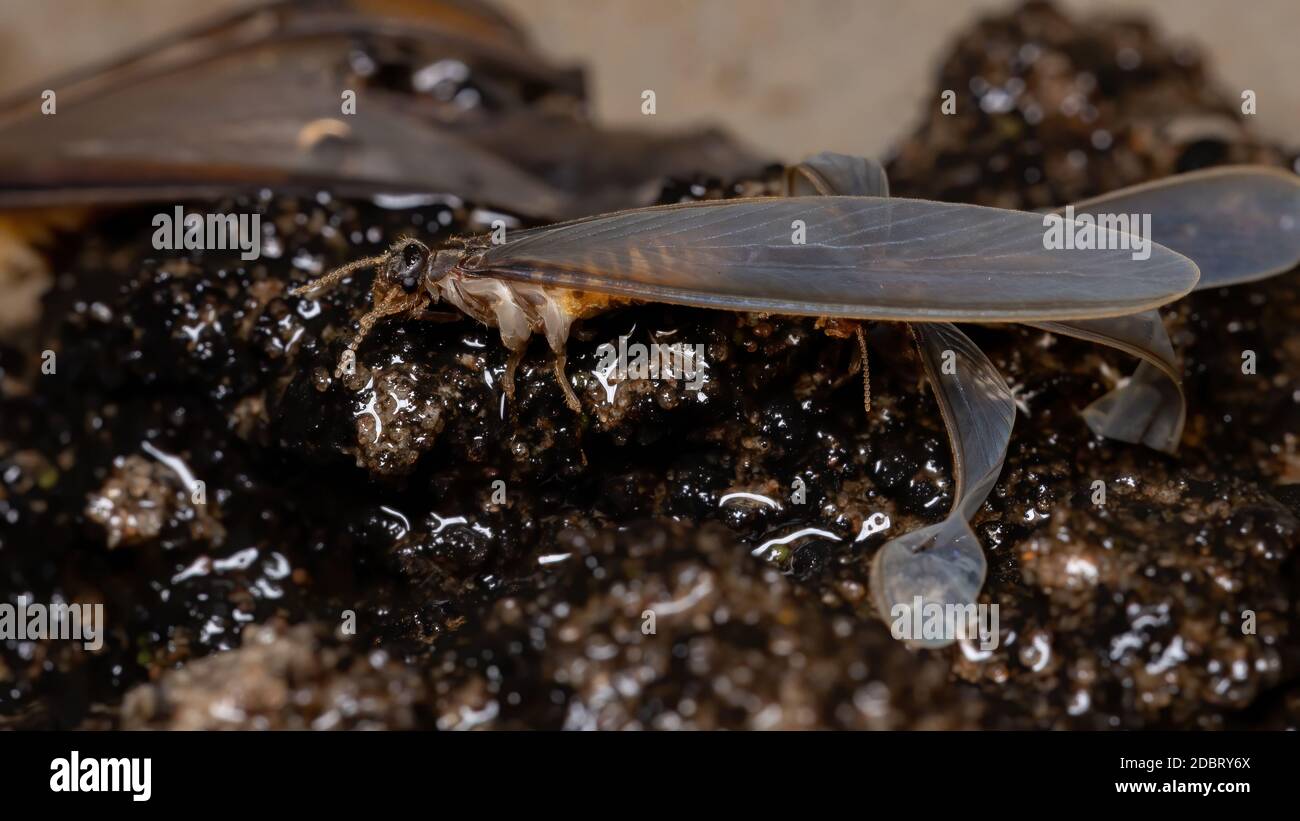 Termitidae hi-res stock photography and images - Alamy