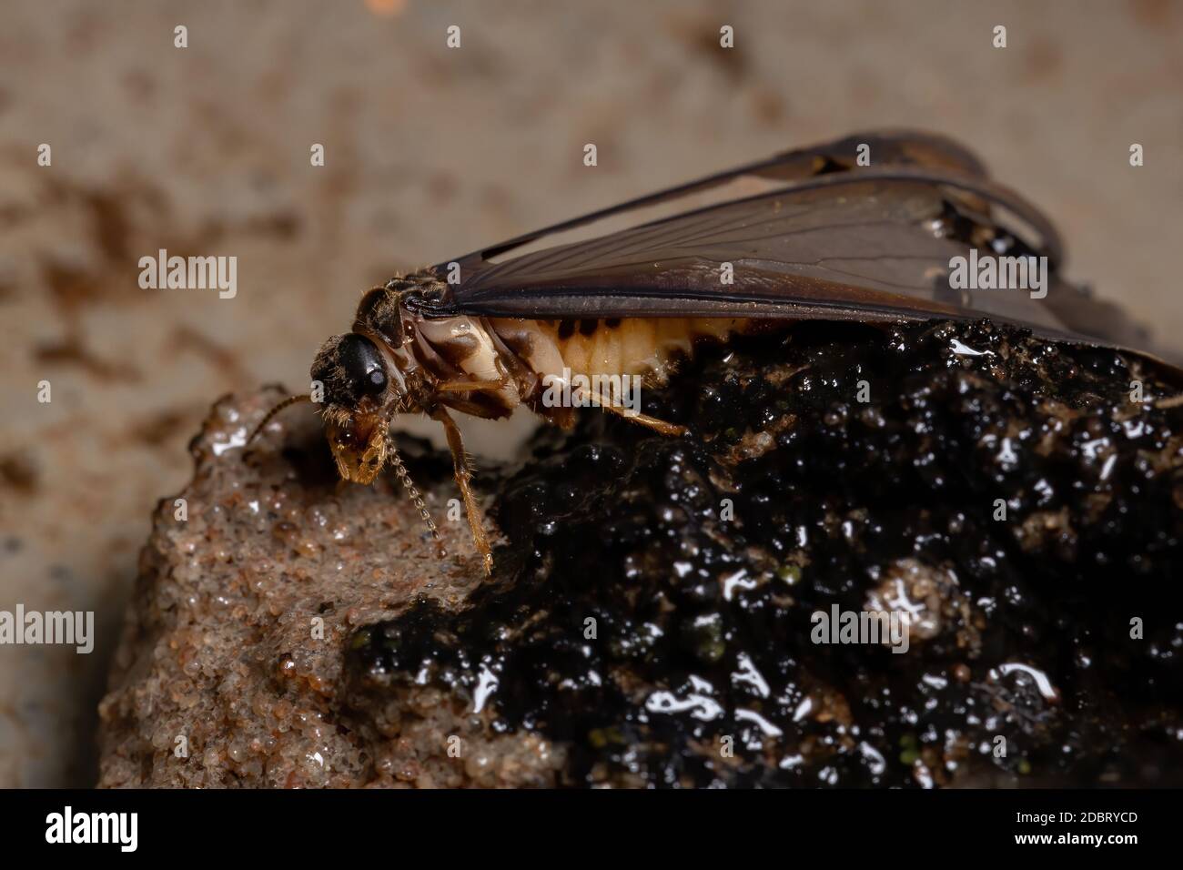 Termitidae hi-res stock photography and images - Alamy
