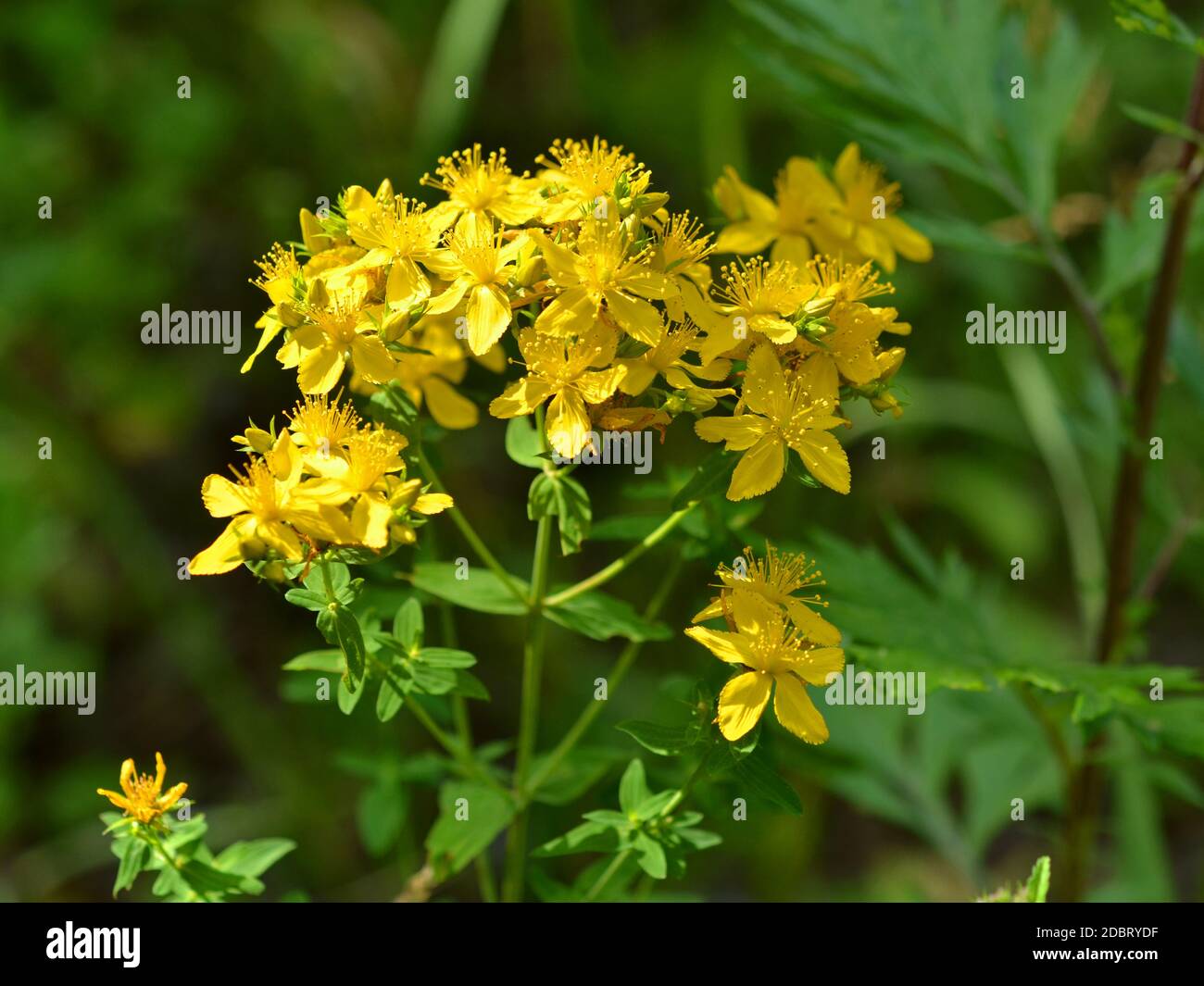 yellow Hypericum on the roadside Stock Photo - Alamy