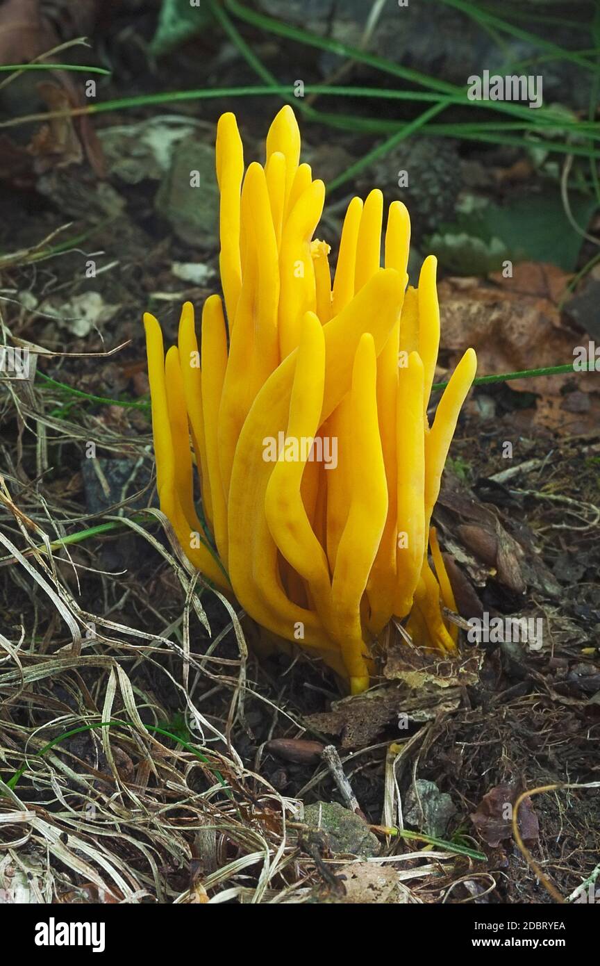 Spindle shaped hi-res stock photography and images - Alamy