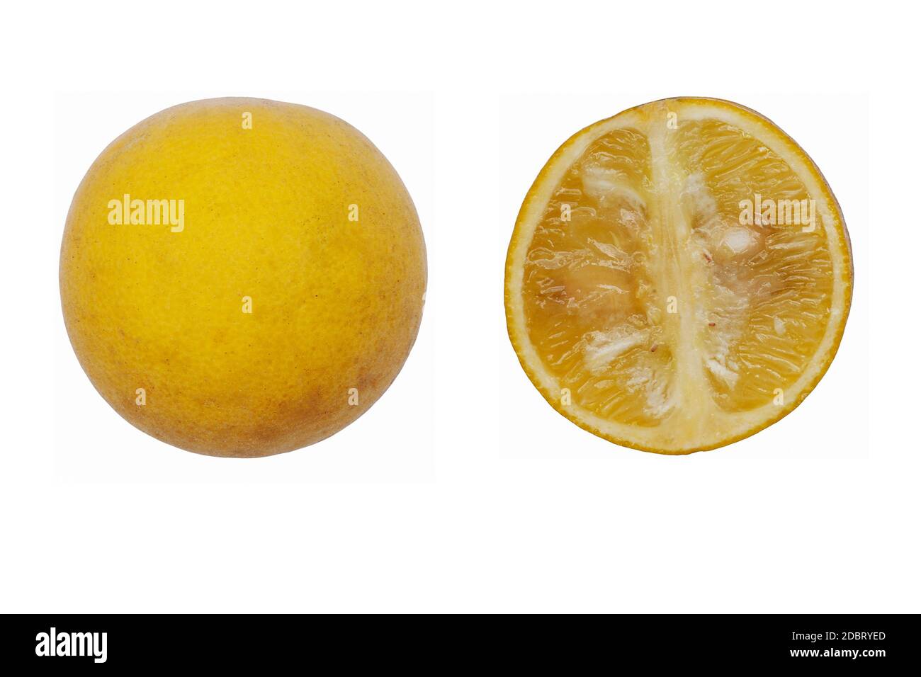 Trifoliate citrus (Poncirus trifoliata). Called Japanese bitter orange ...