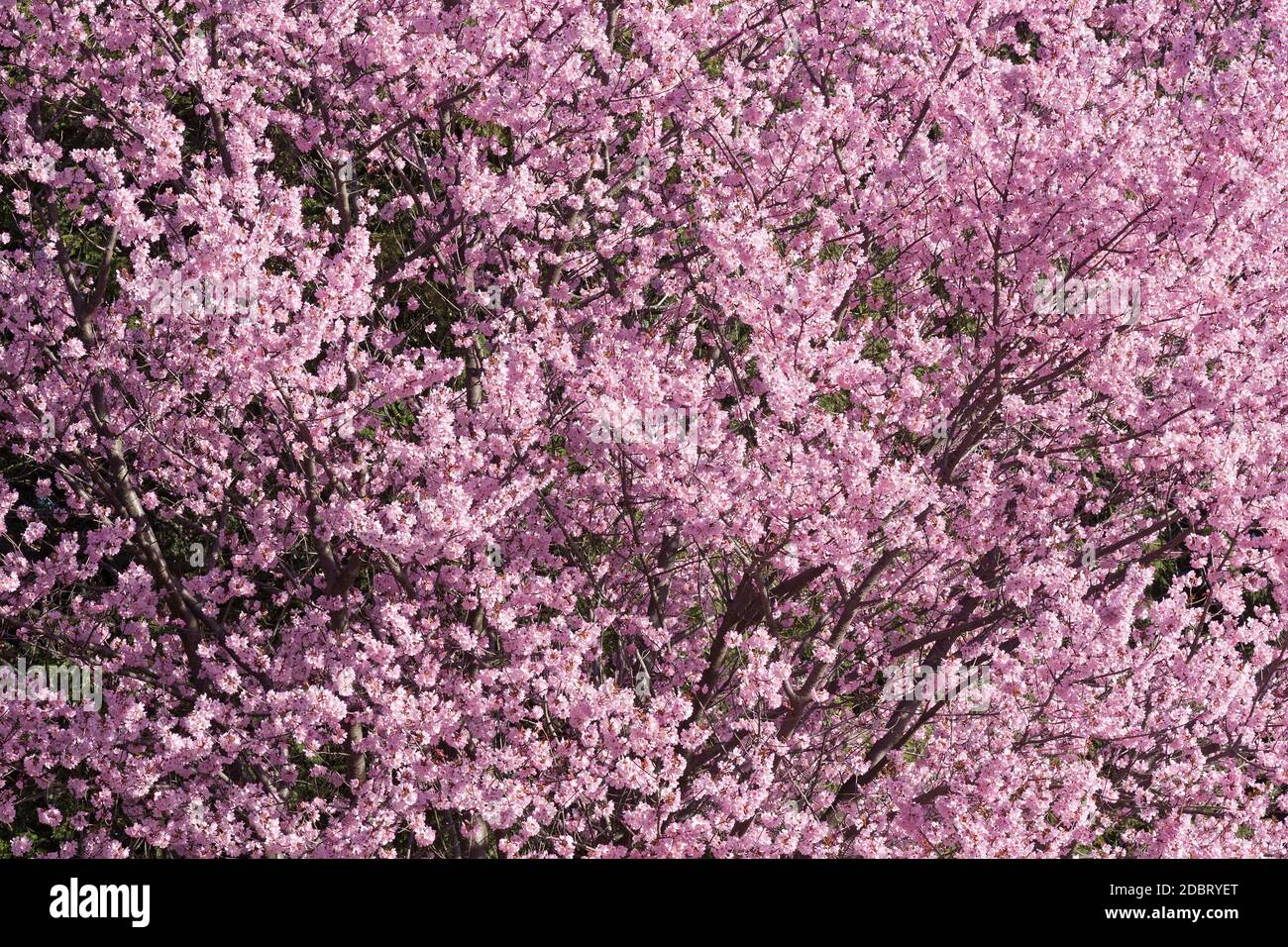 Dream Catcher flowering cherry (Prunus x Dream Catcher). Derived from ...