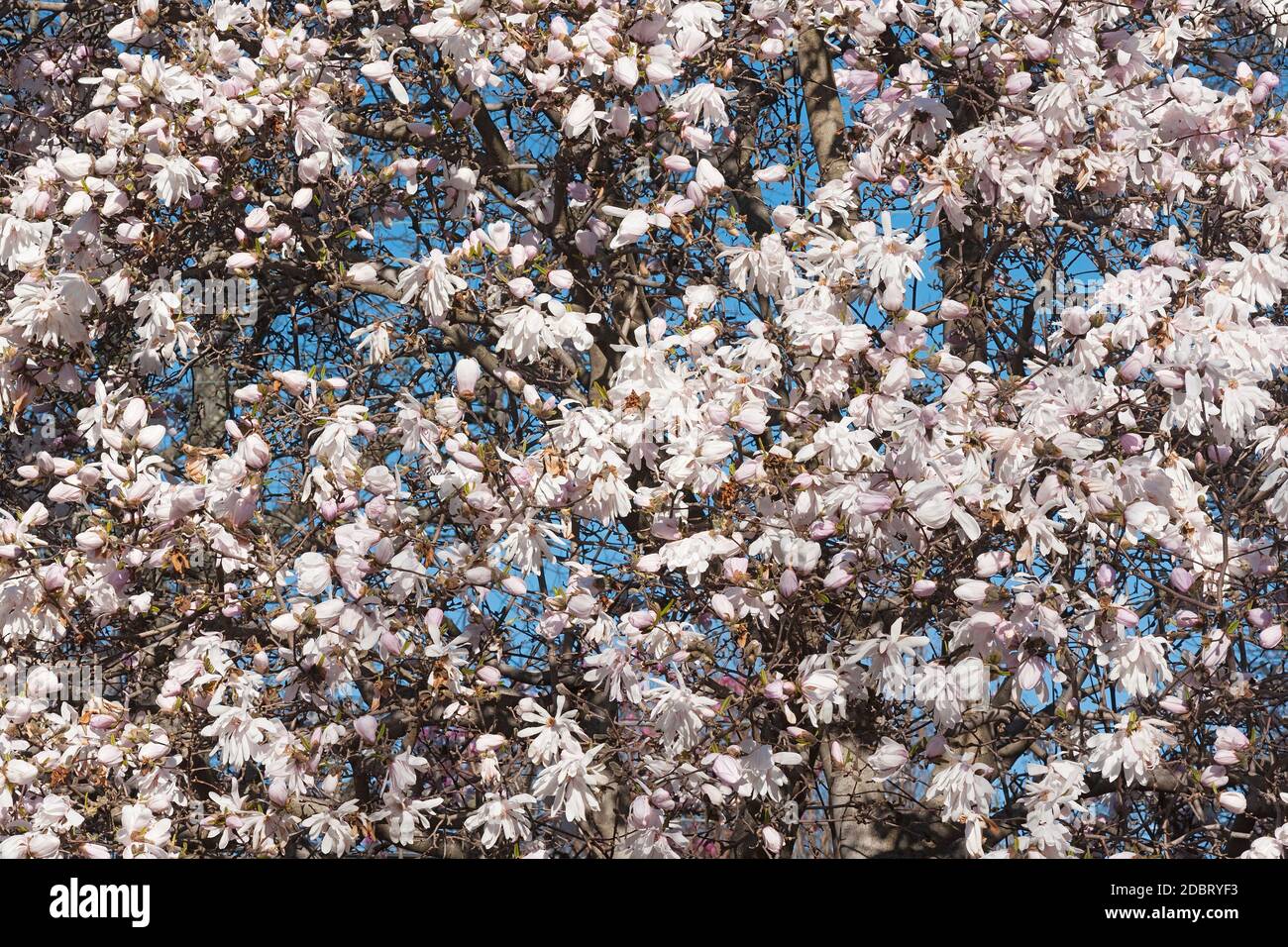 Centennial star magnolia (Magnolia stellata Centennial). Called ...