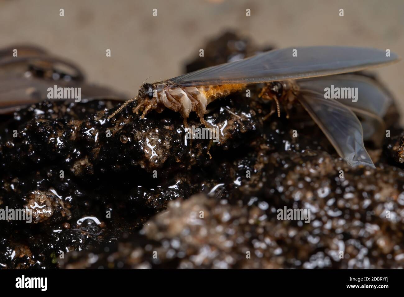 Dictyoptera hi-res stock photography and images - Alamy