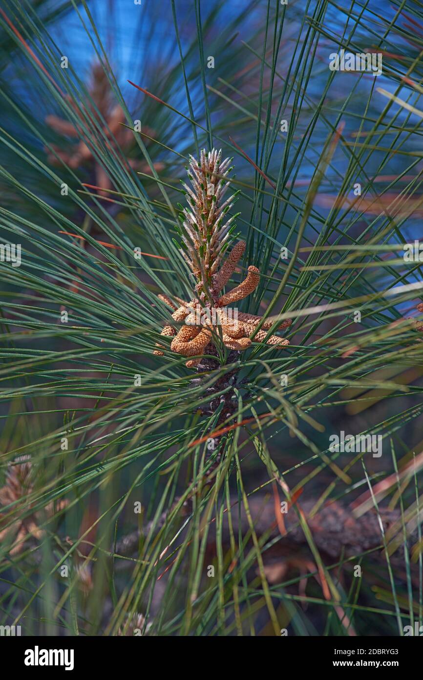 Loblolly pine (Pinus taeda). Called Bull Pine and Old-field Pine also ...