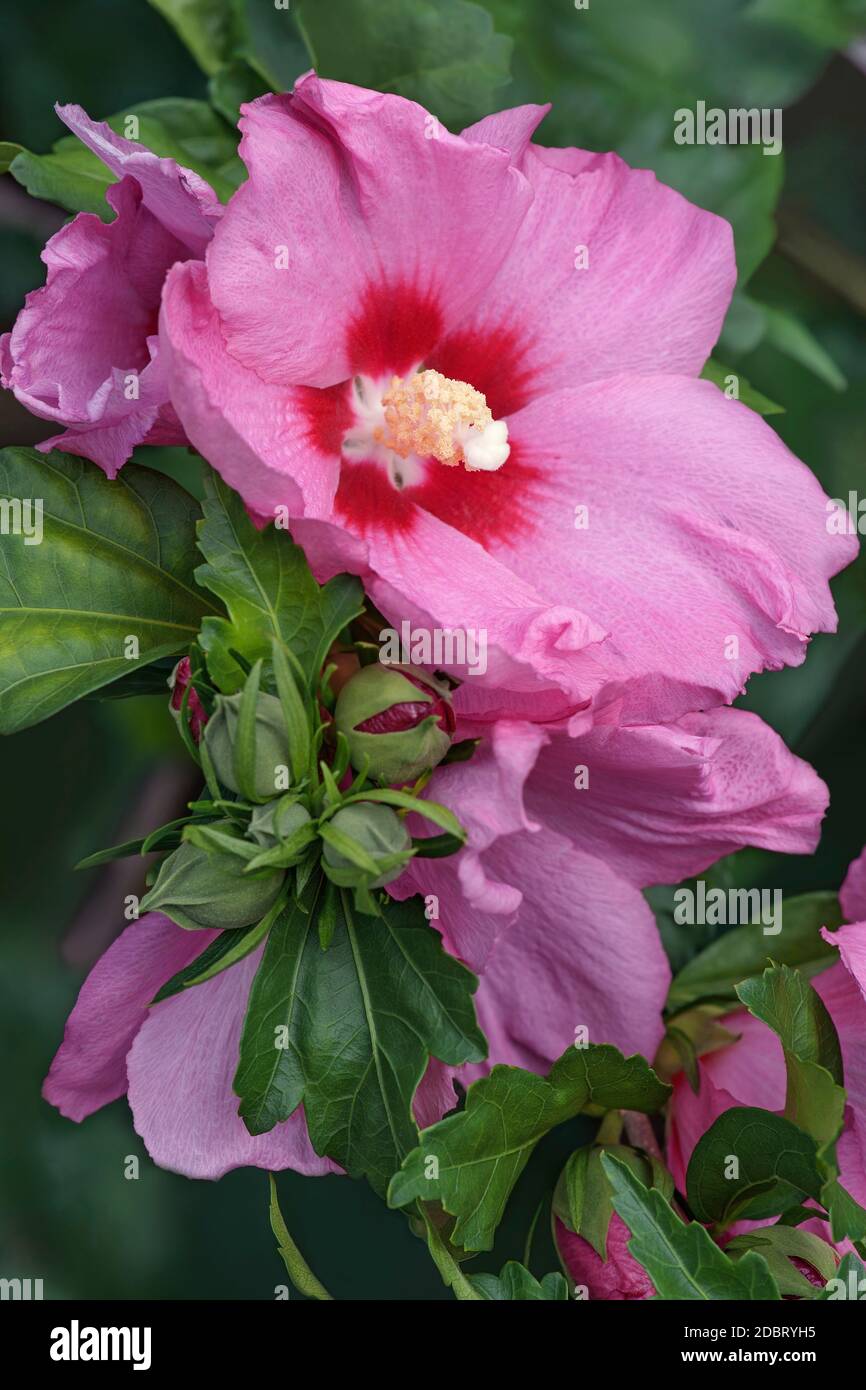 Rose of Sharon (Hibiscus syriacus). Called Syrian ketmia and Rose ...