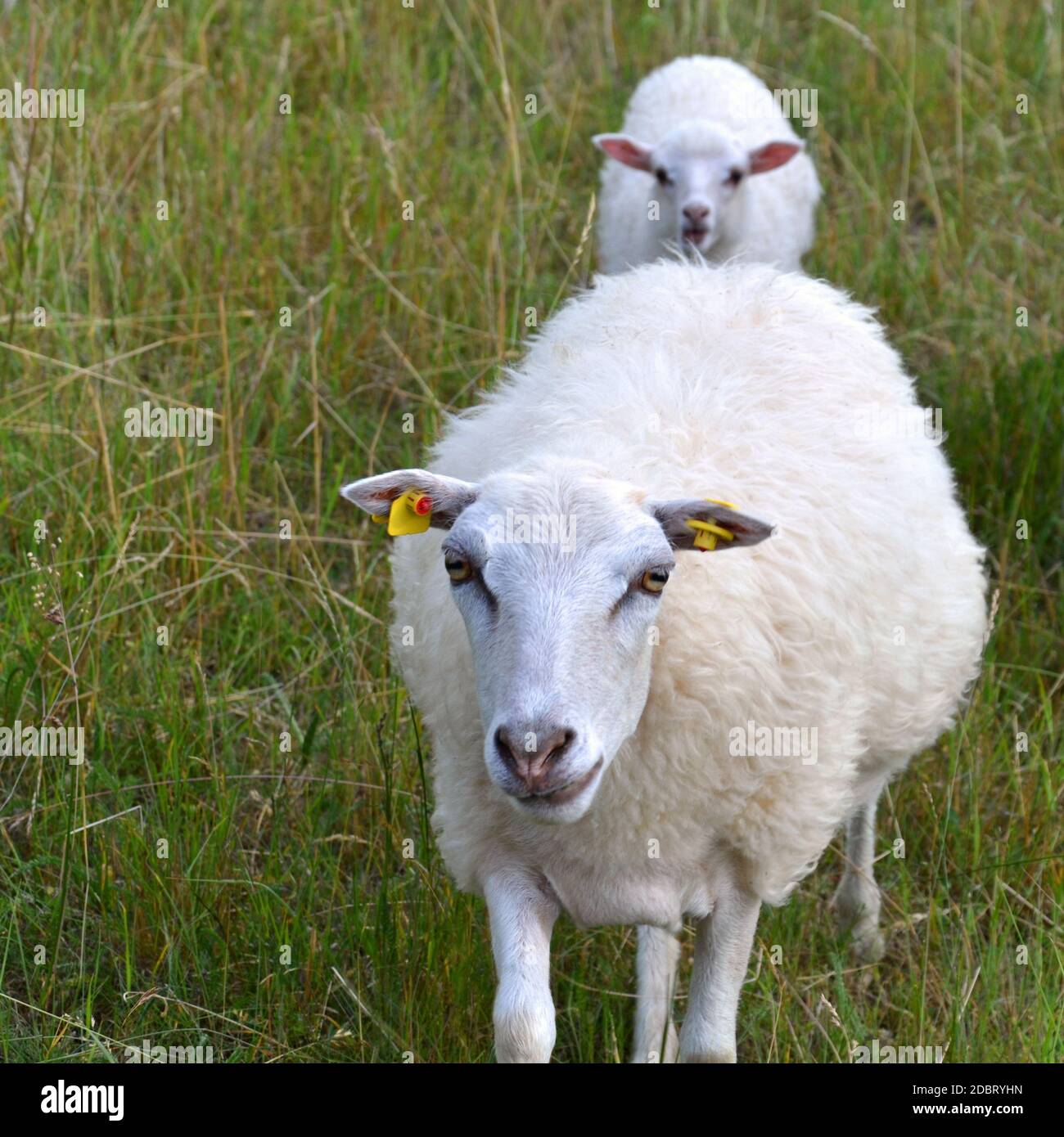 Rha n sheep hi-res stock photography and images - Alamy