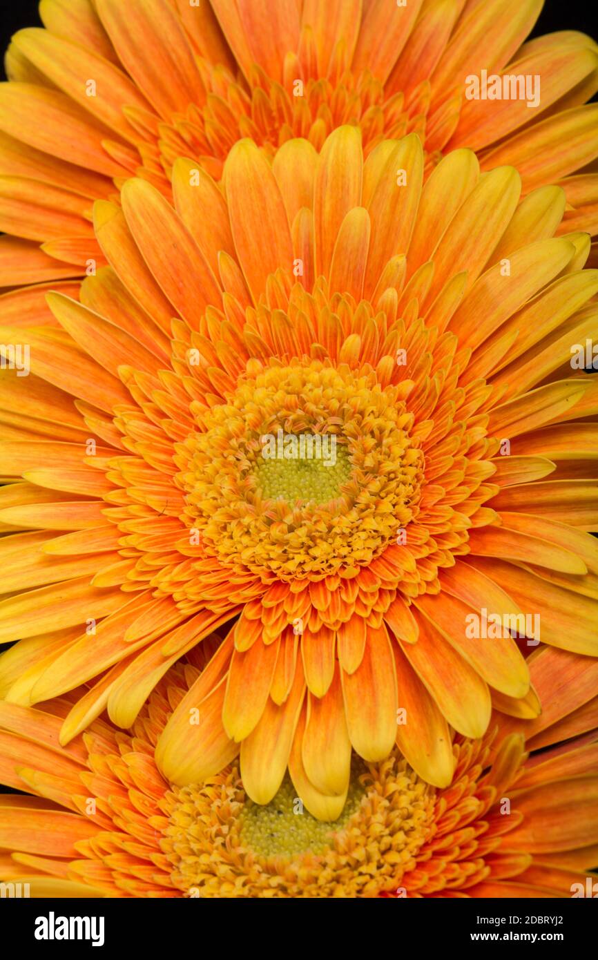 Subtle Orange High Resolution Stock Photography and Images - Alamy