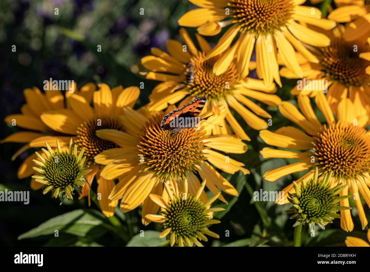 Rudbekia Yellow Daisy flowers in ornamental garden Stock Photo - Alamy