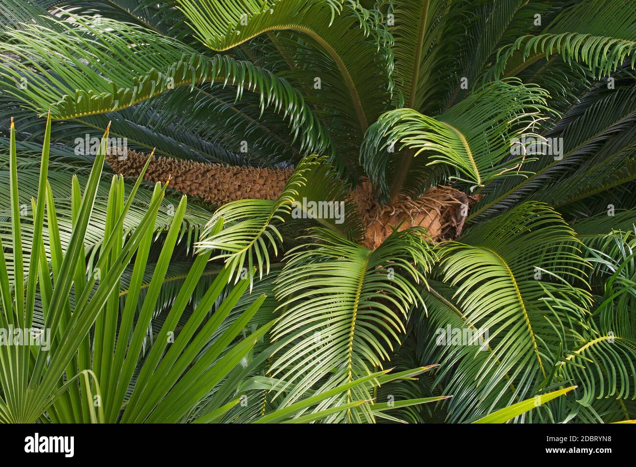 Sago Palm (Cycas revoluta). Called King sago, Sago cycad and Japanese ...