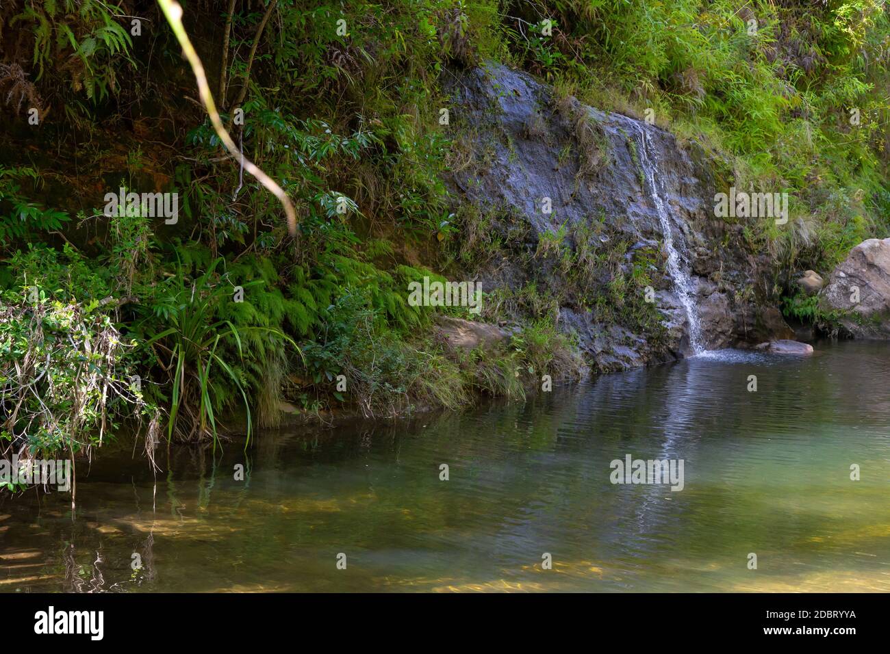 The lake with a small waterfall surrounded by many plants Stock Photo ...