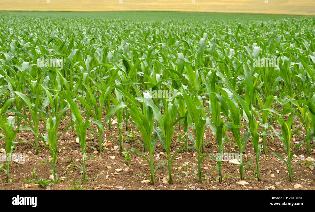 Young corn in a field Stock Photo - Alamy