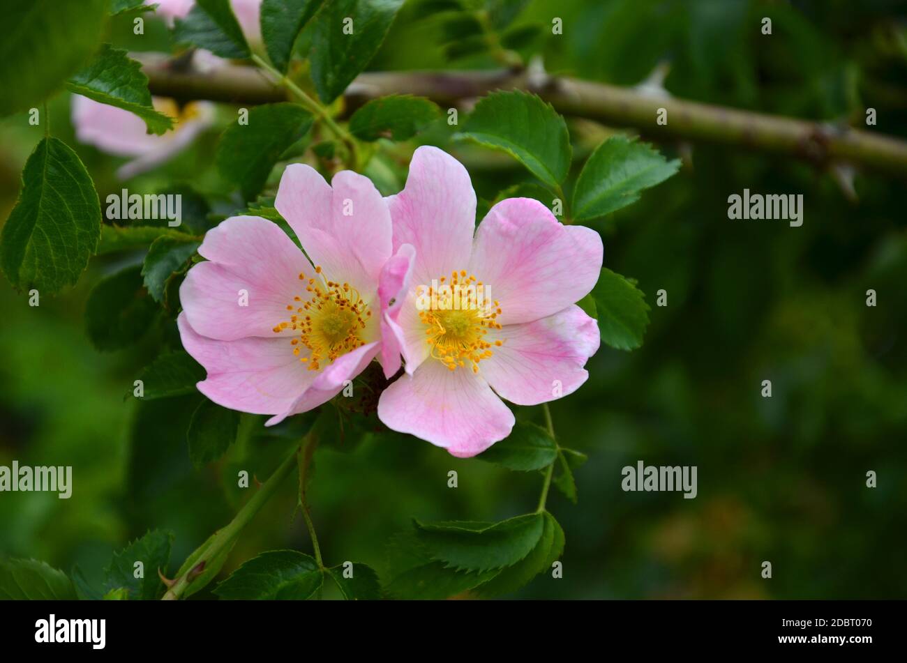 Rosa canina rosehip fruits hi-res stock photography and images - Alamy