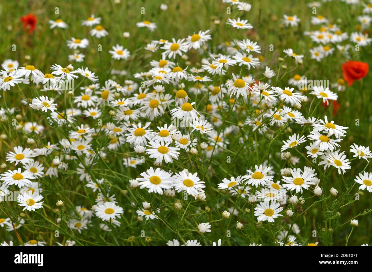 Medicinal plant chamomile field hi-res stock photography and images - Alamy