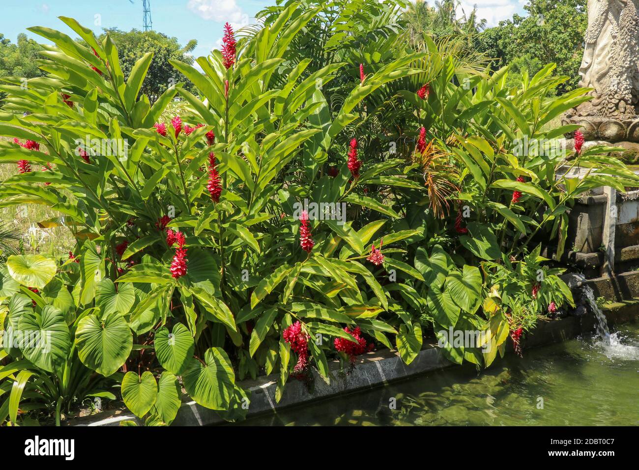 Alpinia purpurata, red ginger, also called ostrich plume and pink cone ...