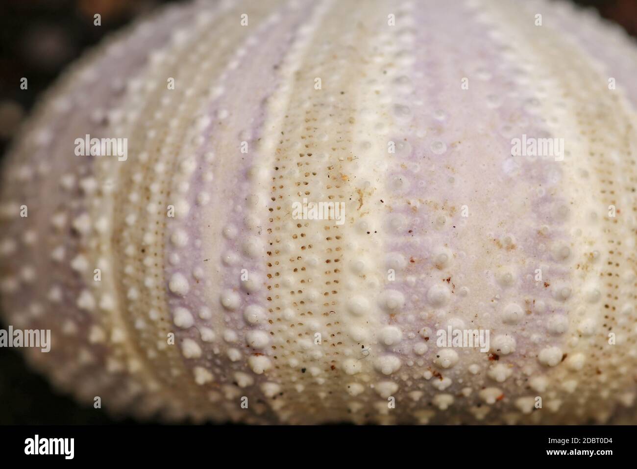 Skeleton pattern hi-res stock photography and images - Alamy