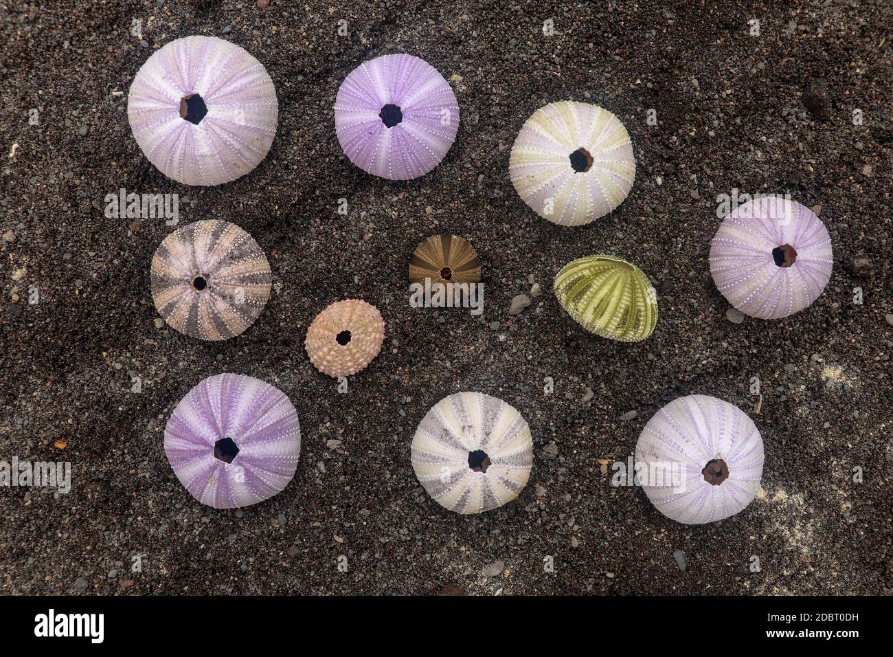 Multicolored sea urchin shells on wet black volcano sand. Variety of ...