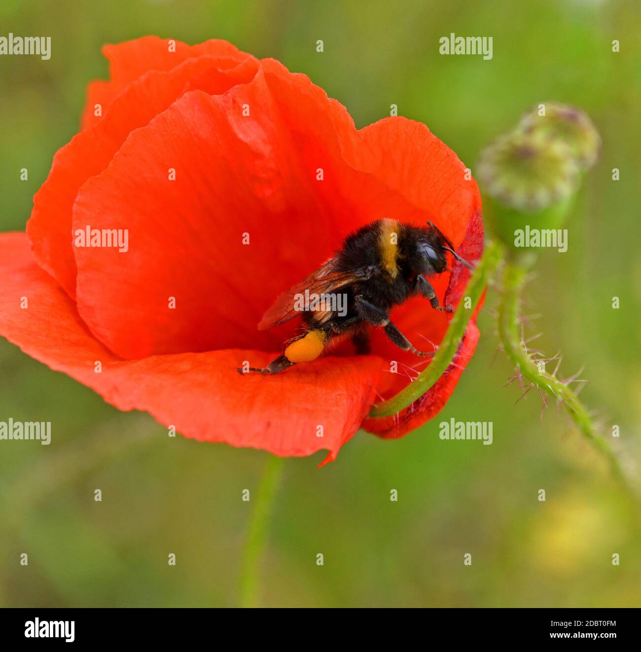 dark bumblebee on a poppy Stock Photo - Alamy