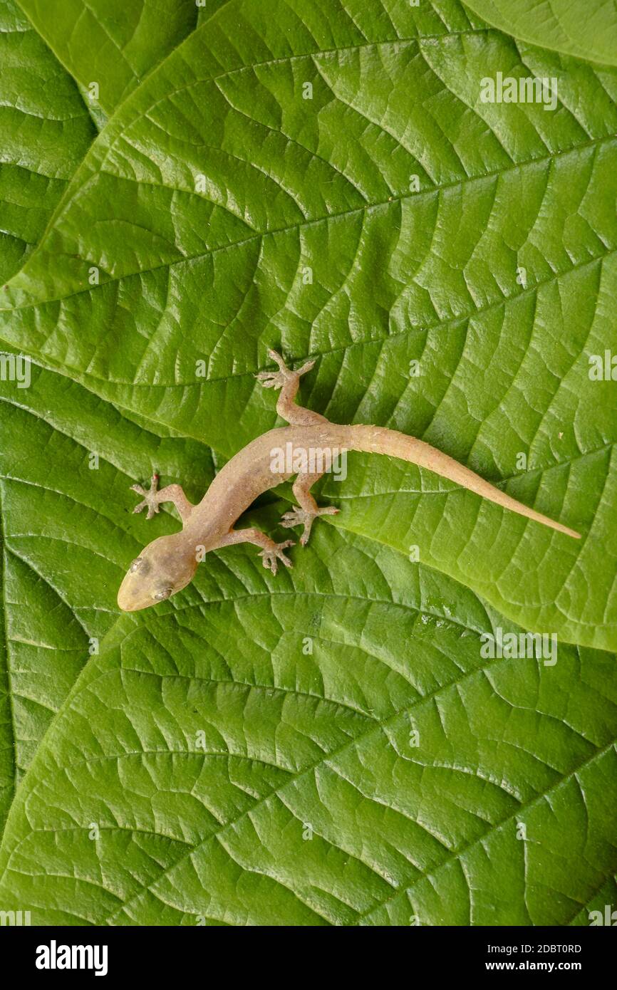 Tropical house gecko habitat hi-res stock photography and images - Alamy