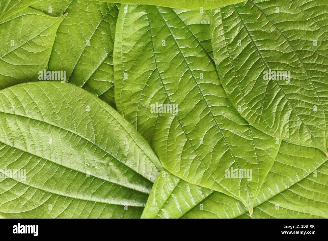 Background with green leaves of tropical plant. Bright green color to ...