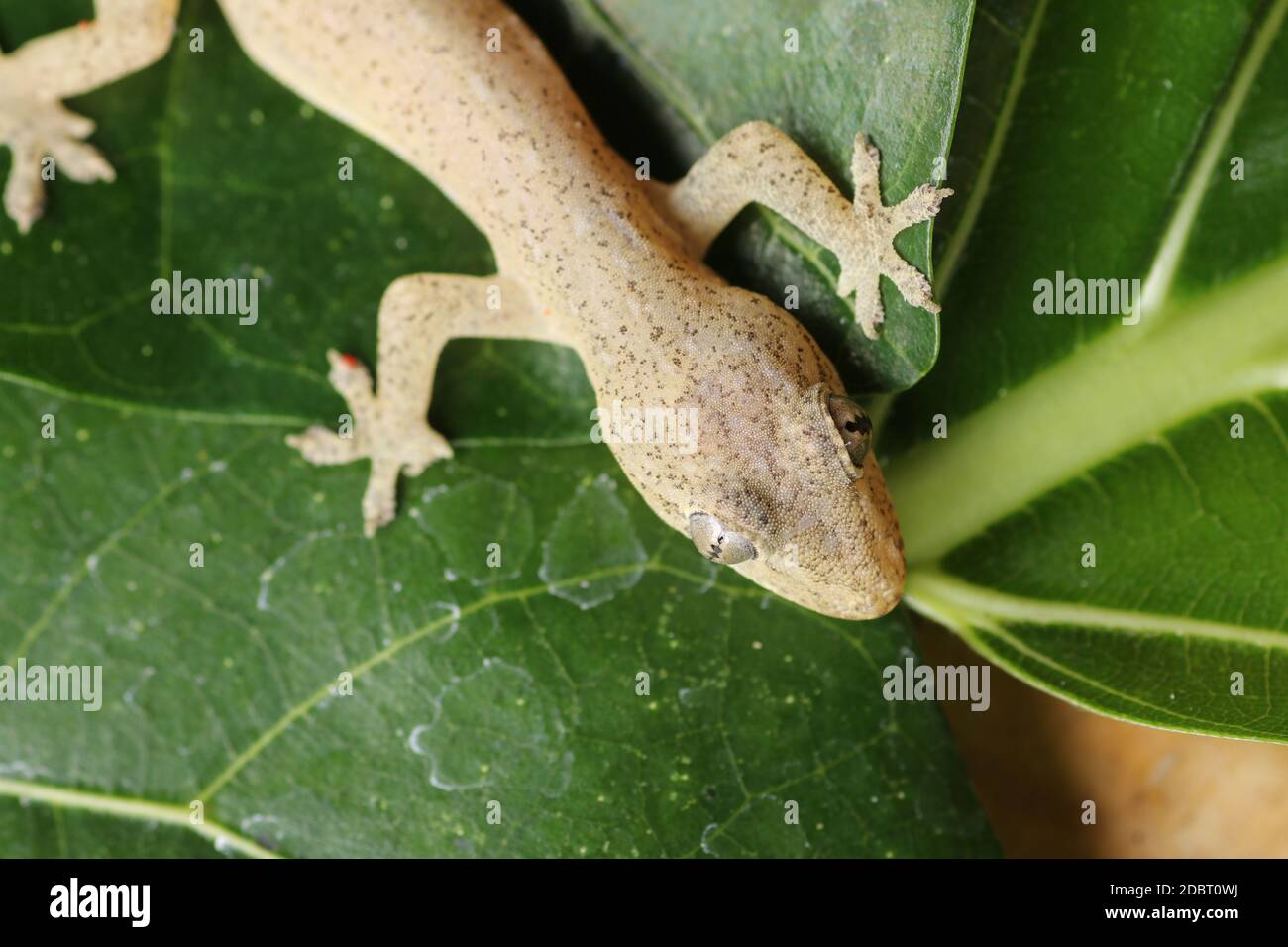 Asian or Common House Gecko Hemidactylus frenatus lies on green leaves ...