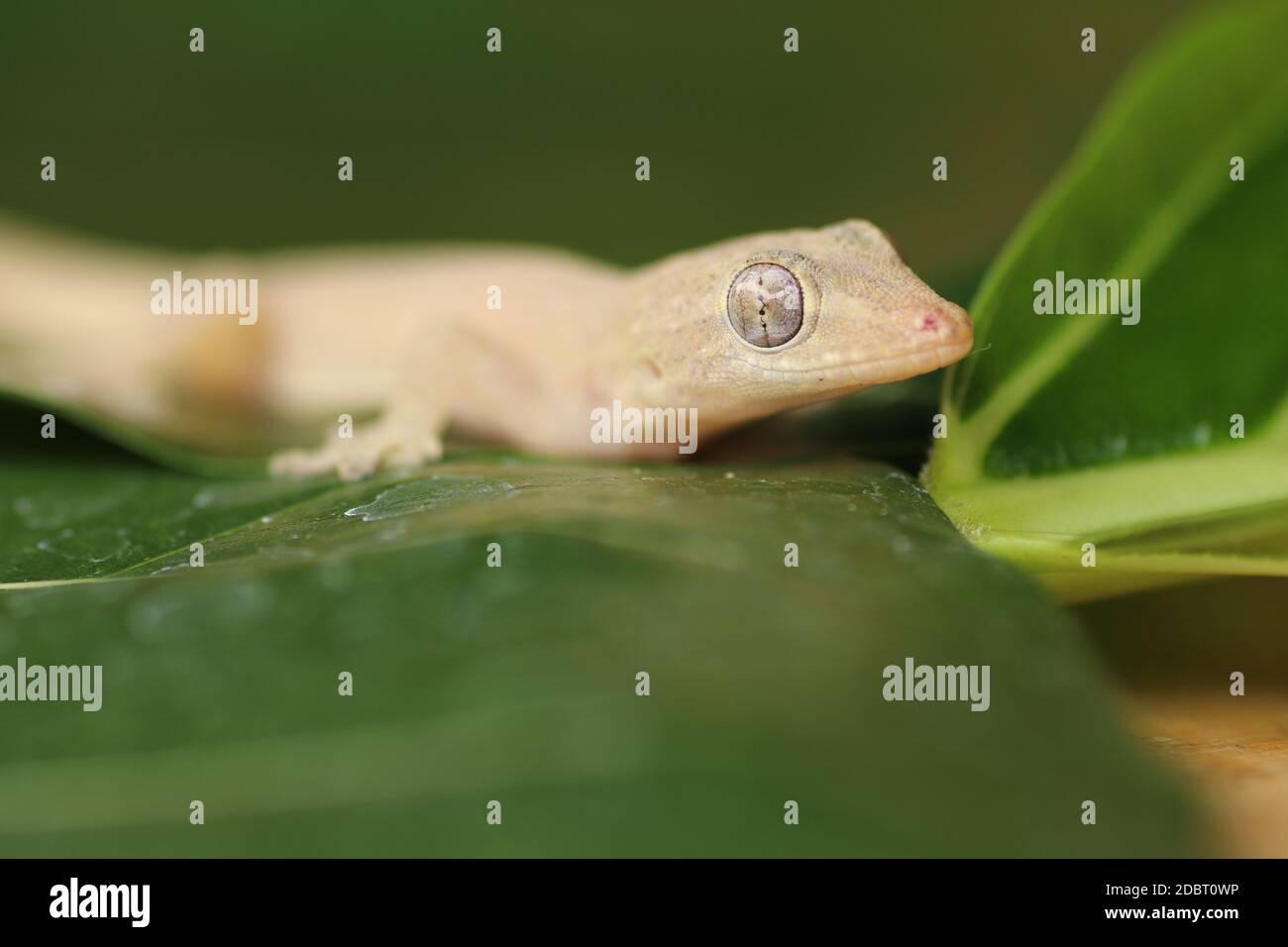 Tropical house gecko habitat hi-res stock photography and images - Alamy