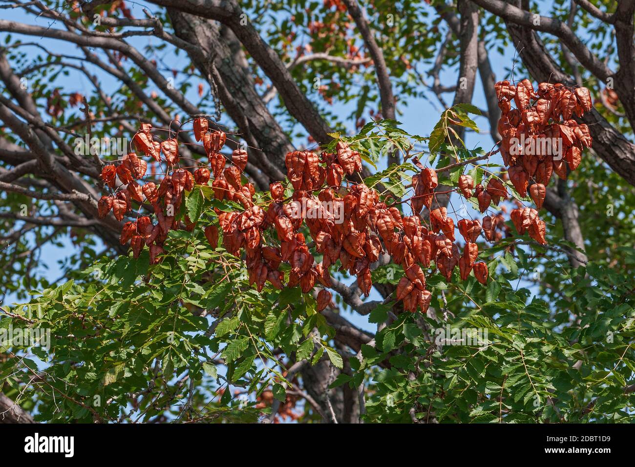 Goldenrain tree (Koelreuteria paniculata). Called Pride of India, China ...