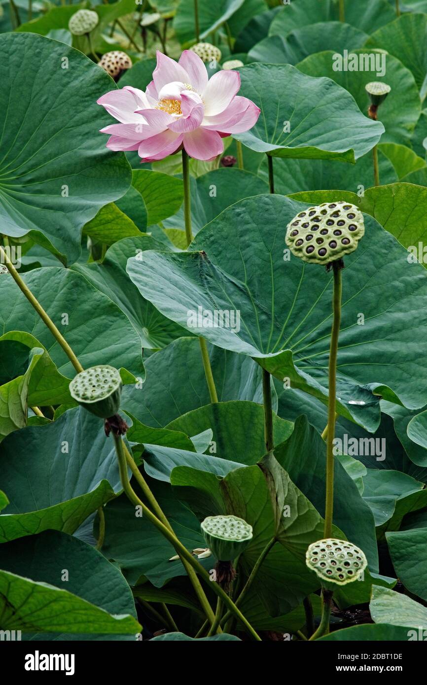 Sacred lotus (Nelumbo nucifera). Called Indian Lotus, Bean of India and ...