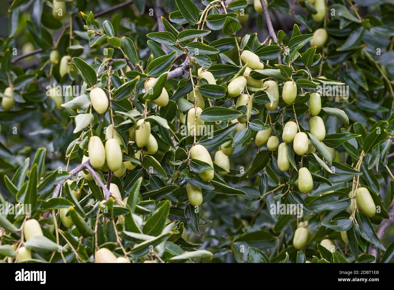 Jujube (Ziziphus jujuba). Called Red date, Chinese date, Korean date ...