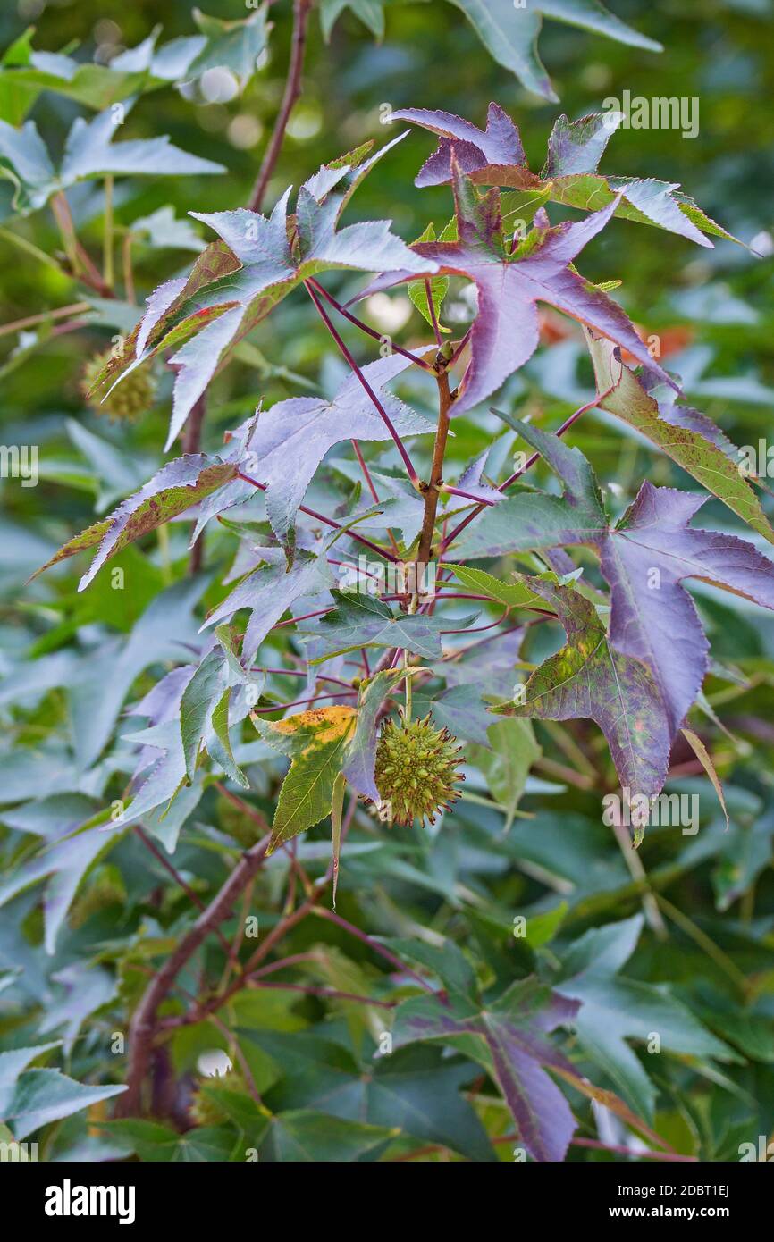 American sweetgum (Liquidambar styraciflua). Called Redgum, Sweet Gum ...