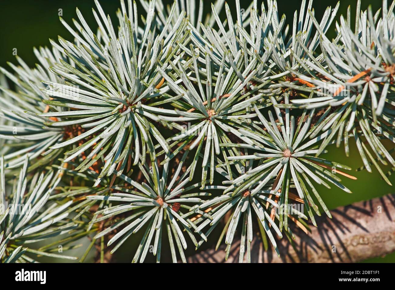 Atlas cedar needles (Cedrus atlantica). Another scientific name is ...