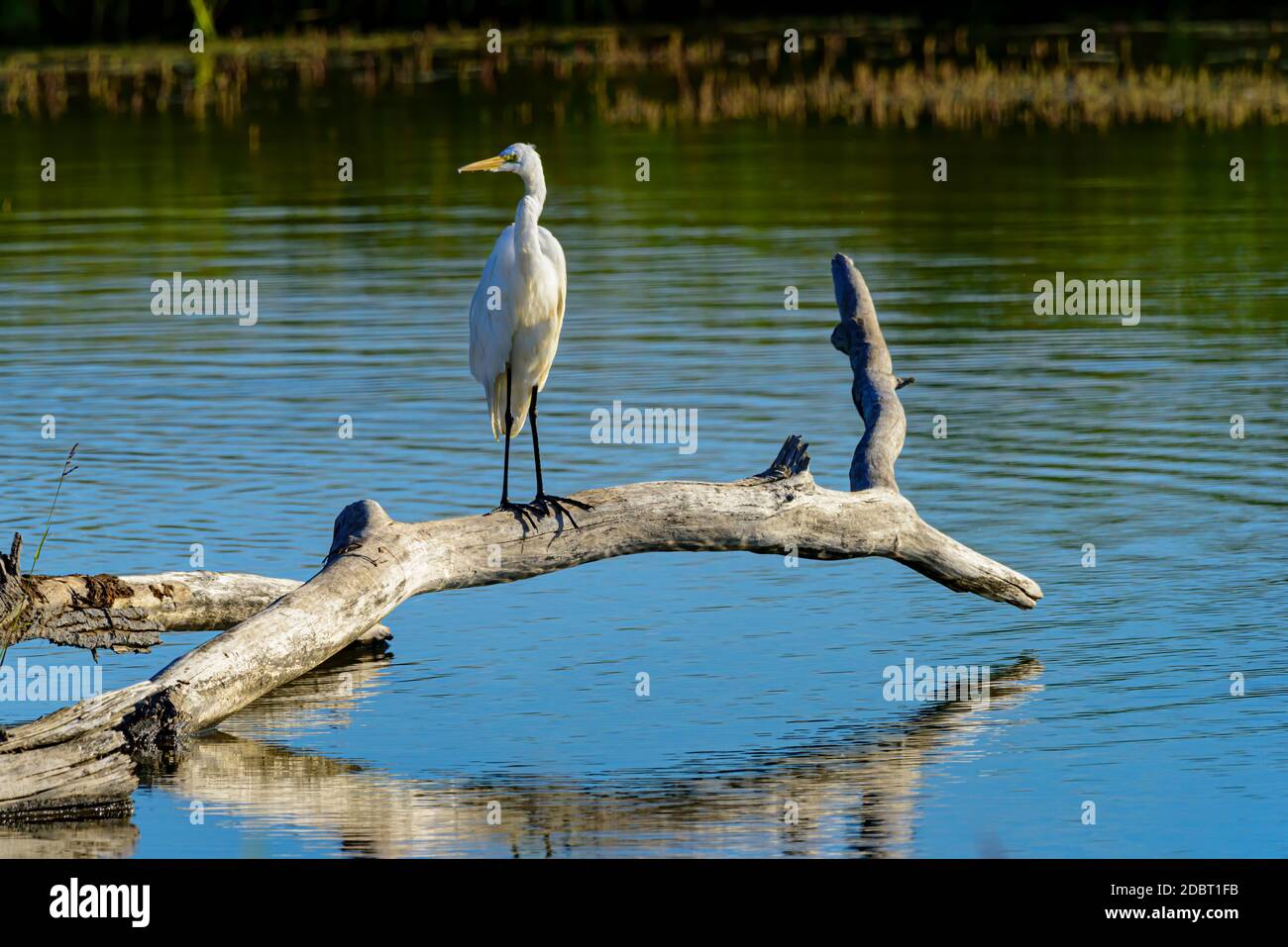 Great Egret on log over water looking around Stock Photo - Alamy